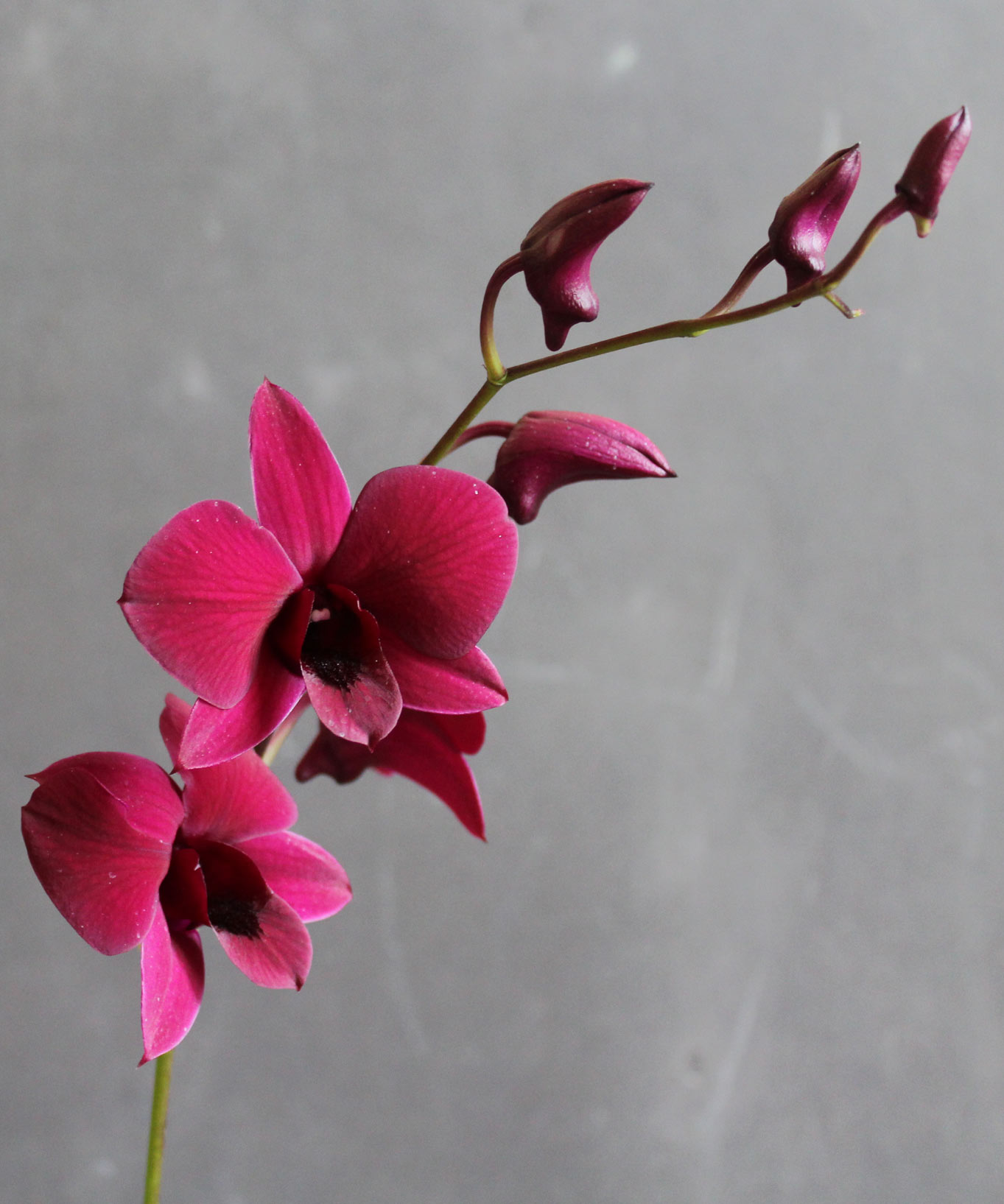 Dendrobium-Thailand-Flower | McBean's Orchids