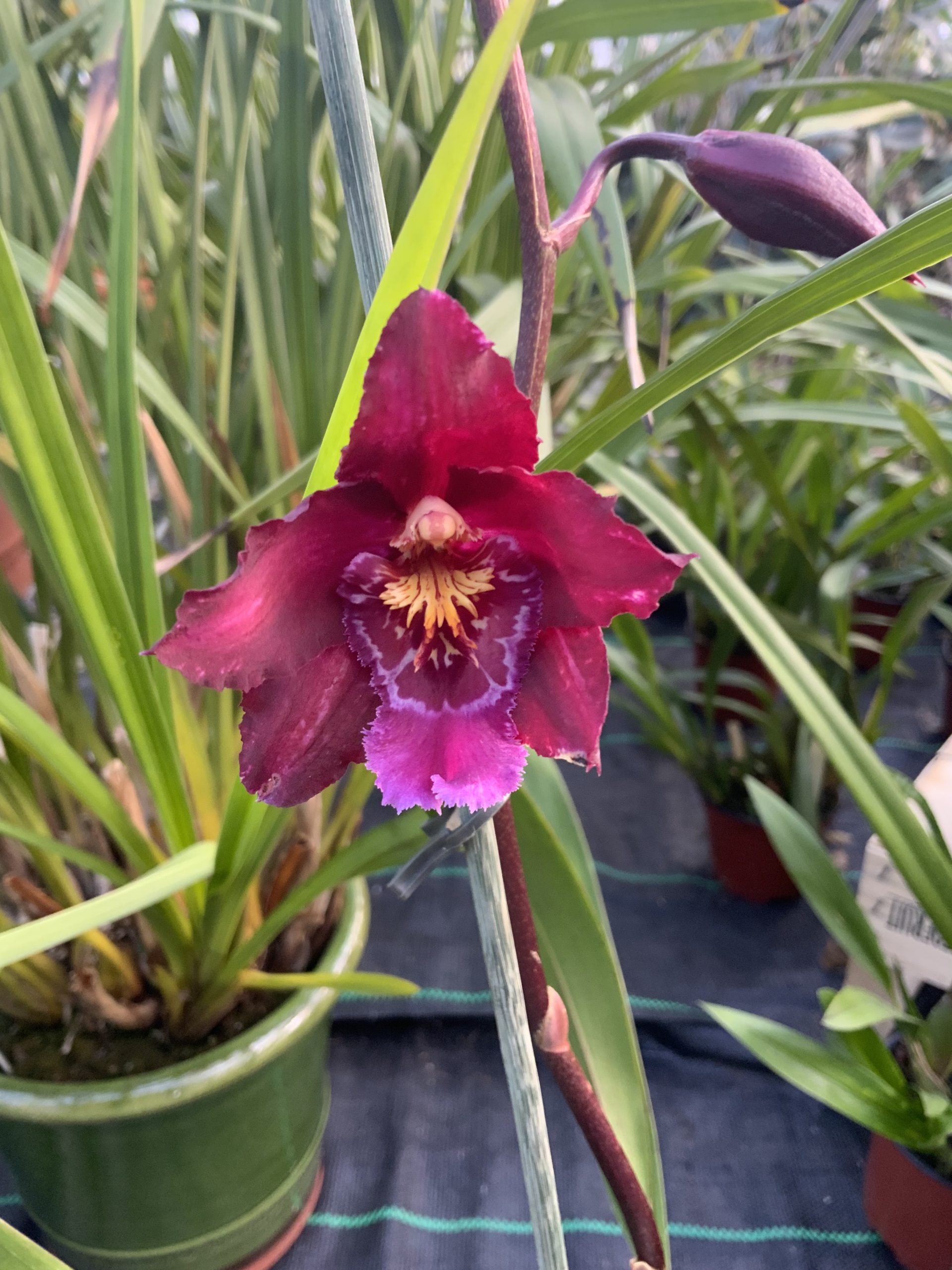 Oncidium Queen of hearts McBean’s rosie | McBean's Orchids