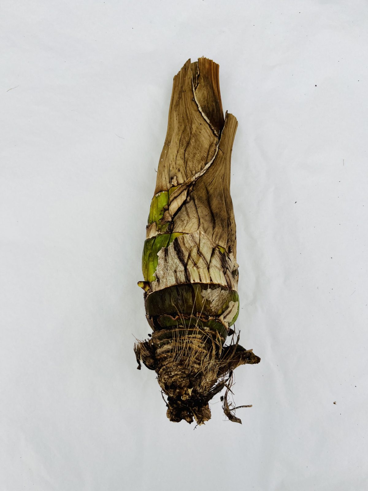 Growing Cymbidium backbulbs | McBean's Orchids